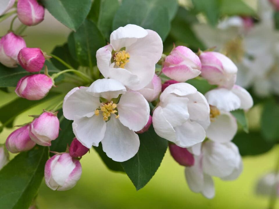 Signs of Spring: Understanding the Lifecycle of Apple Tree Blooms ...