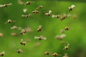 The Honey Bee Life Cycle: Learn About Each Incredible Stage - Minneopa ...