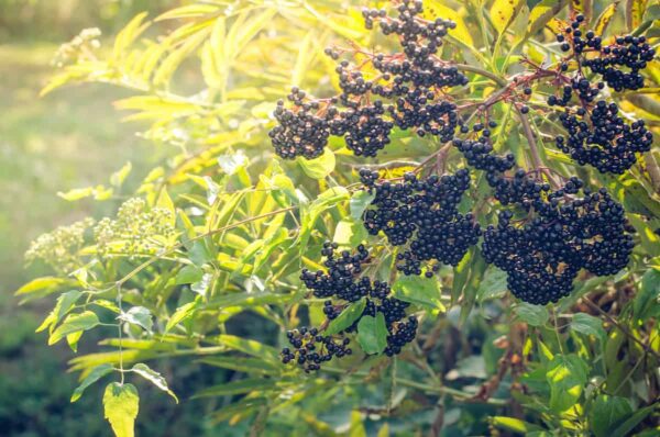 All About the York Elderberry - Minneopa Orchards