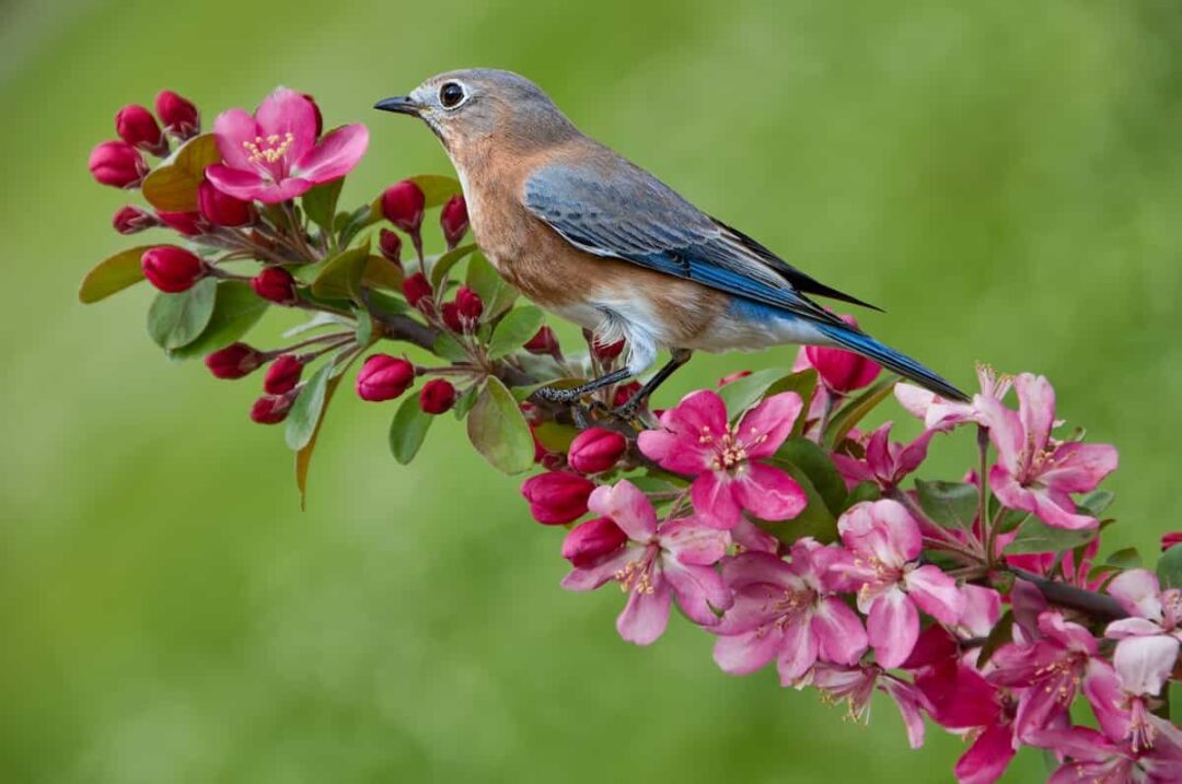 The Red Splendor Crabapple Tree - Minneopa Orchards