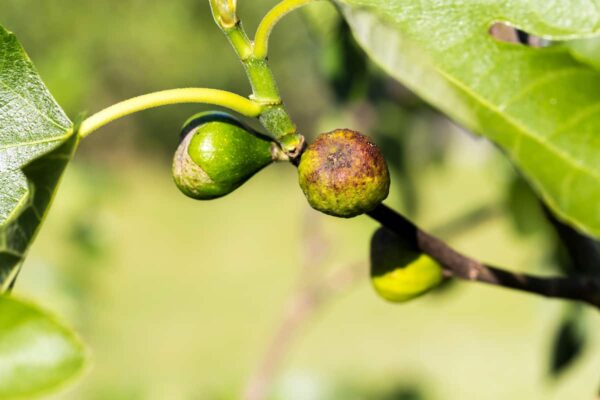 Fighting Fig Tree Diseases: A Guide to Diagnosis and Treatment ...