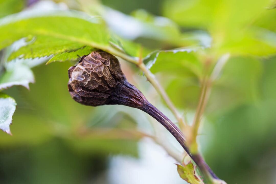 Fighting Fig Tree Diseases: A Guide to Diagnosis and Treatment ...