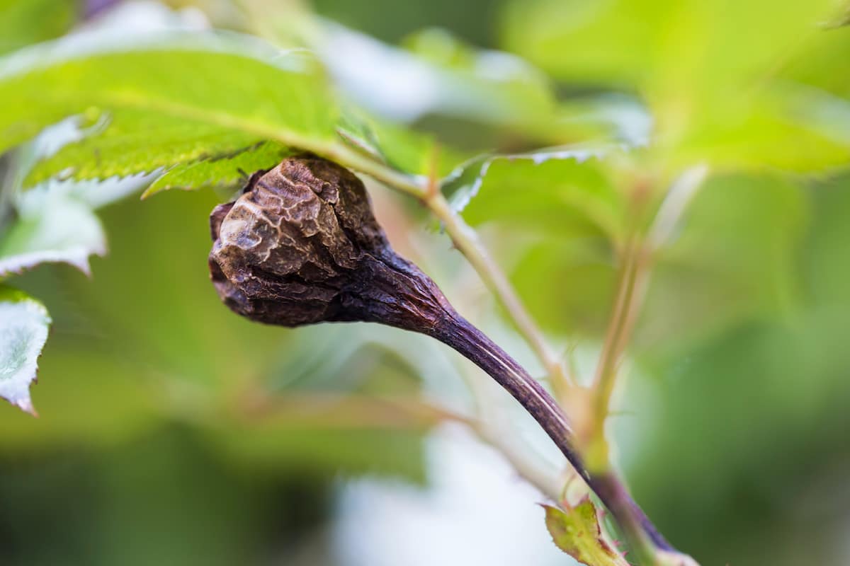 Fighting Fig Tree Diseases: A Guide to Diagnosis and Treatment ...
