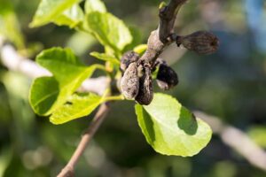 Fighting Fig Tree Diseases: A Guide to Diagnosis and Treatment ...