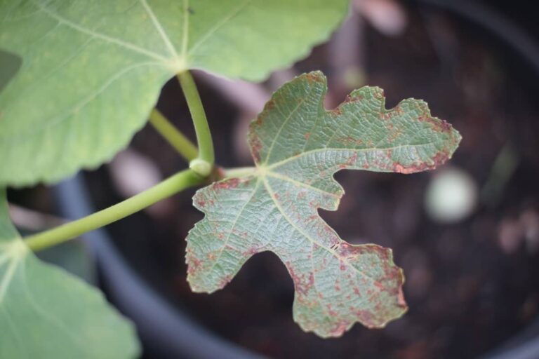 Fighting Fig Tree Diseases: A Guide to Diagnosis and Treatment ...
