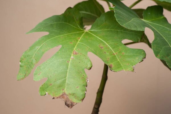 Fighting Fig Tree Diseases: A Guide to Diagnosis and Treatment ...
