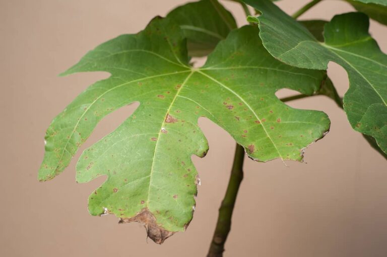 Fighting Fig Tree Diseases: A Guide to Diagnosis and Treatment ...