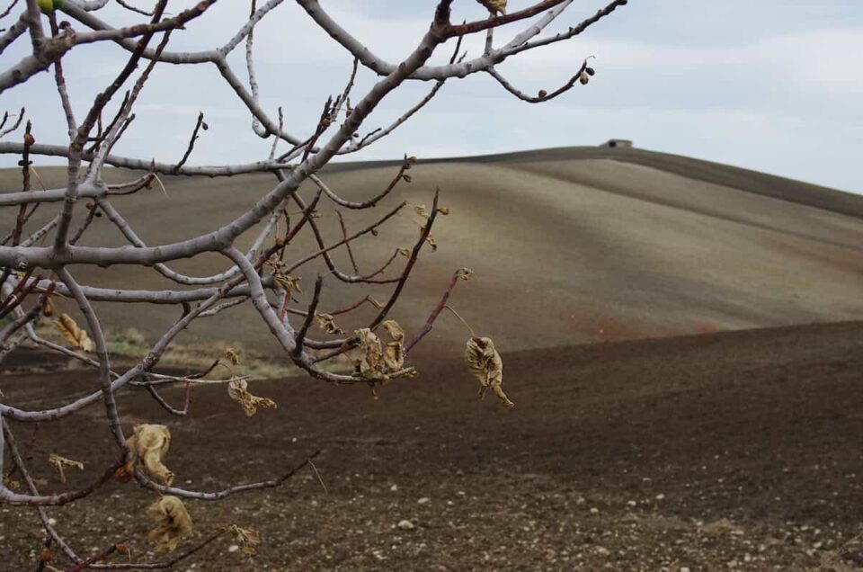 How to Grow a Fig Tree: A Complete Beginner's Guide - Minneopa Orchards