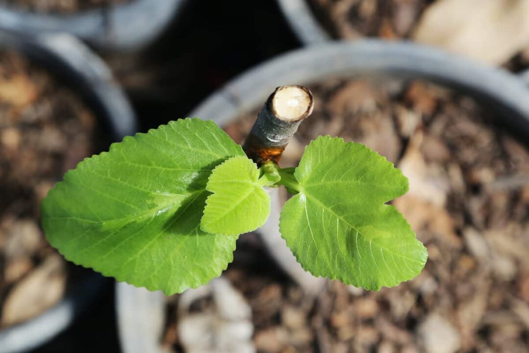 Growing Fig Tree Cuttings: The Ultimate Guide to Propagating From ...