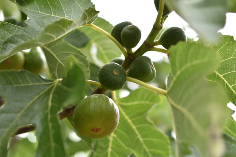 All About the Black Jack Fig - Minneopa Orchards
