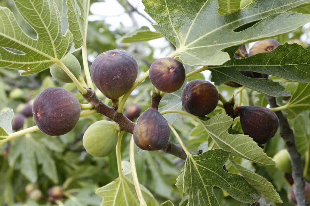 All About the Texas Everbearing Fig - Minneopa Orchards