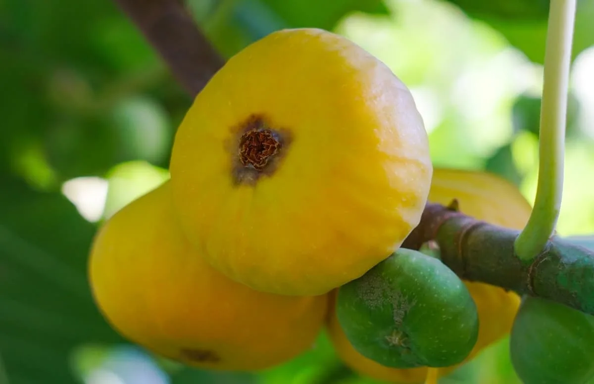 Fig Varieties - Minneopa Orchards