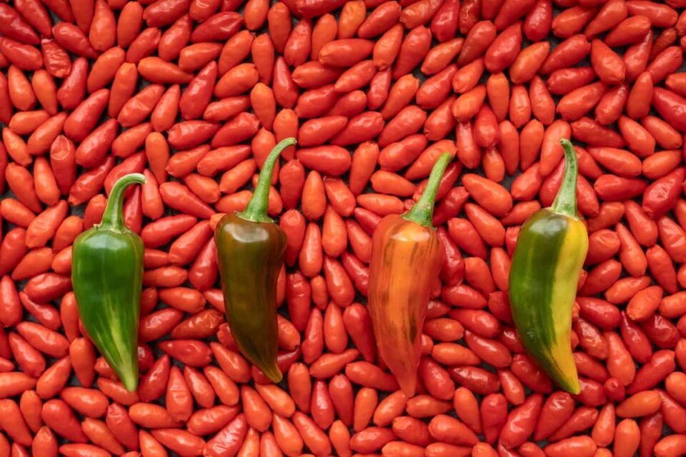 All About the Fish Pepper - Minneopa Orchards