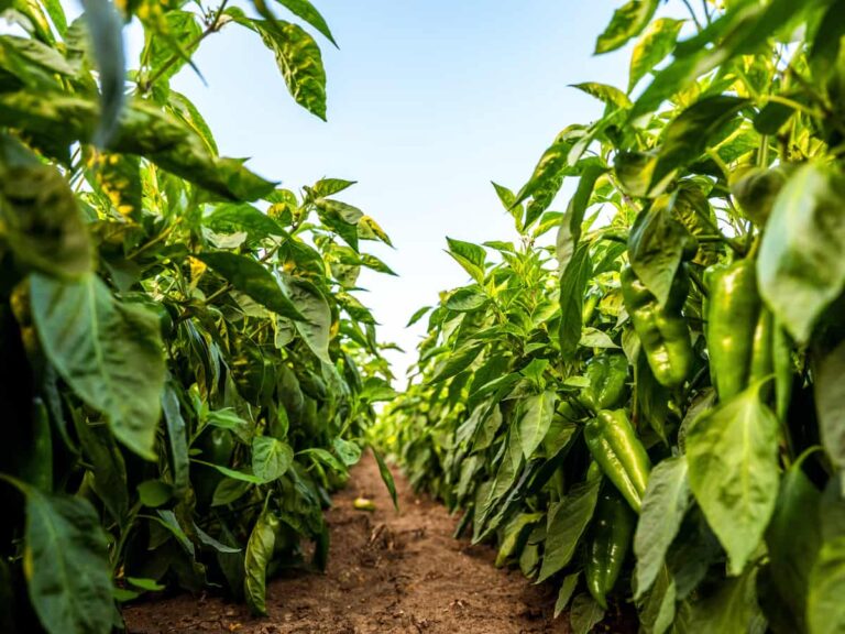 All About the Big Jim Pepper - Minneopa Orchards