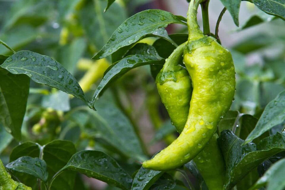 All About the Big Jim Pepper - Minneopa Orchards