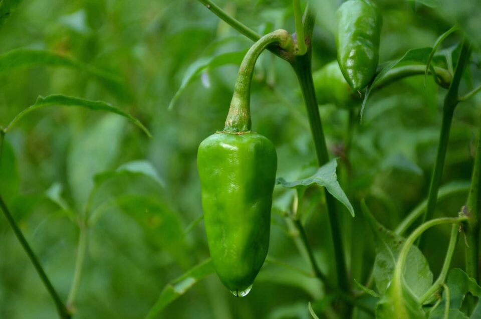 All About the Gypsy Pepper - Minneopa Orchards