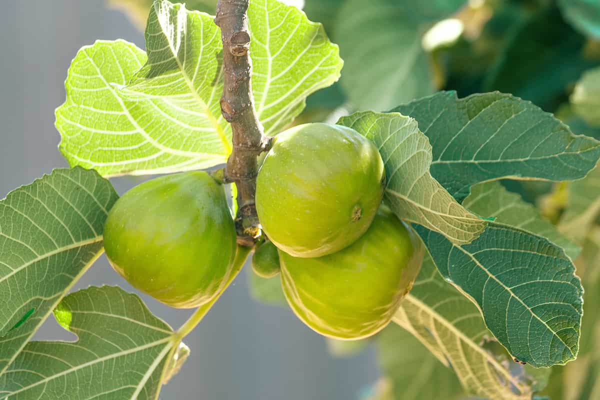 All About the Peter's Honey Fig - Minneopa Orchards