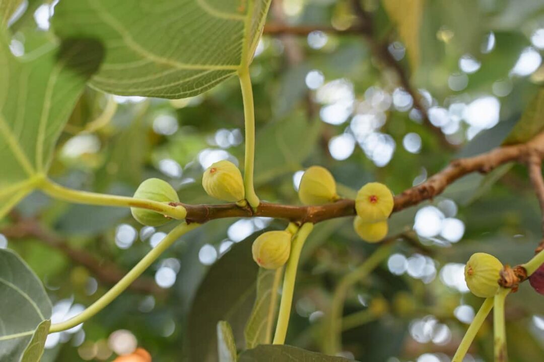 How to Grow a Fig Tree: A Complete Beginner's Guide - Minneopa Orchards