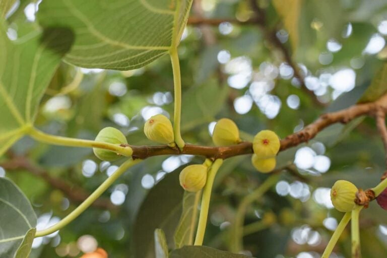 All About the Peter's Honey Fig - Minneopa Orchards