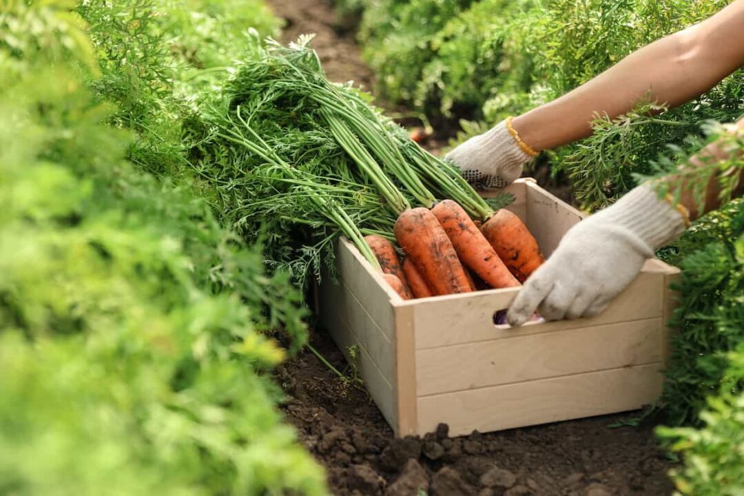 All About the Nantes Carrot - Minneopa Orchards