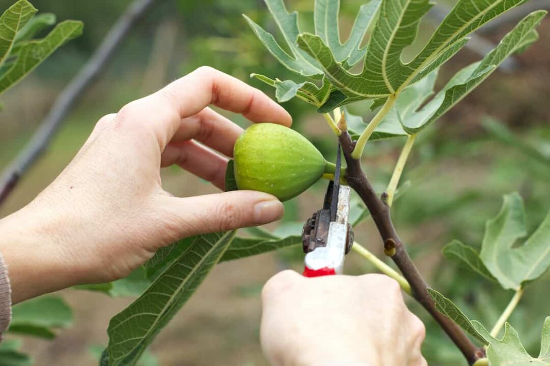 All About the Italian Honey Fig - Minneopa Orchards