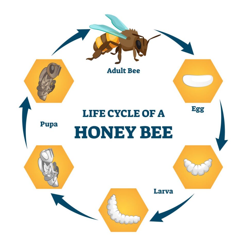 The Honey Bee Life Cycle: Learn About Each Incredible Stage - Minneopa ...