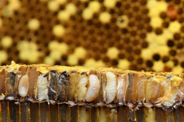The Honey Bee Life Cycle: Learn About Each Incredible Stage - Minneopa ...