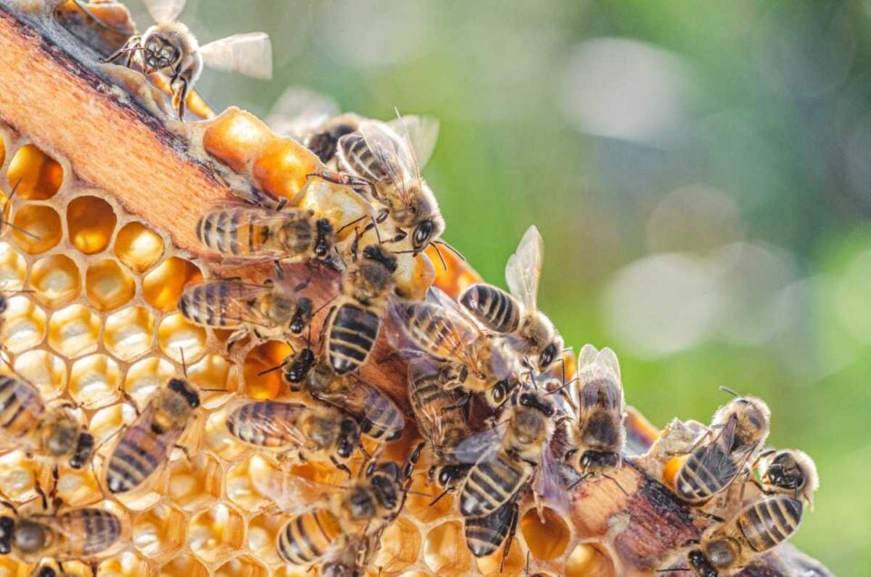 How Do Bees Make Honey? Learn About This Amazing Process - Minneopa ...