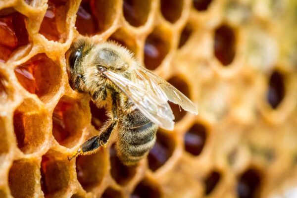 How Do Bees Make Honey? Learn About This Amazing Process - Minneopa ...