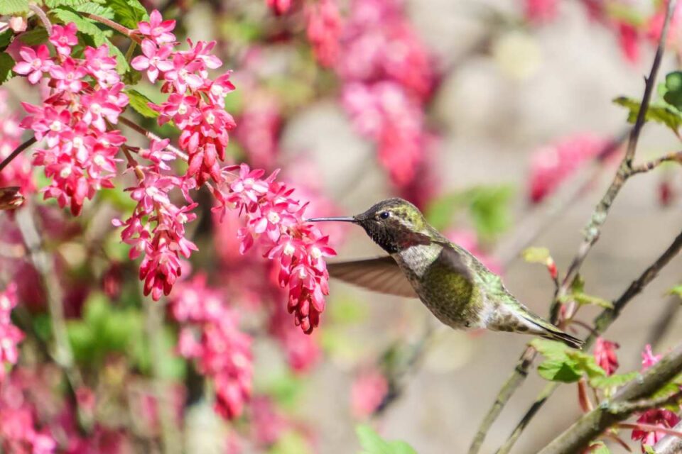 How Do Bees Pollinate? Learn About This Fascinating Process - Minneopa ...