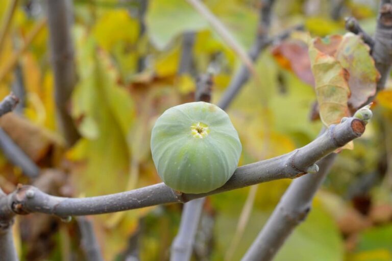 All About the Italian Honey Fig - Minneopa Orchards