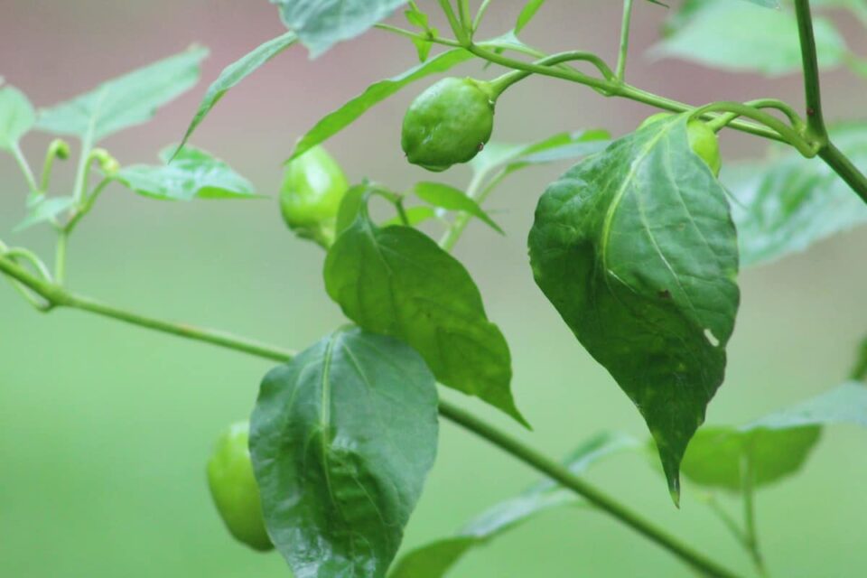 All About the Cherry Pepper - Minneopa Orchards
