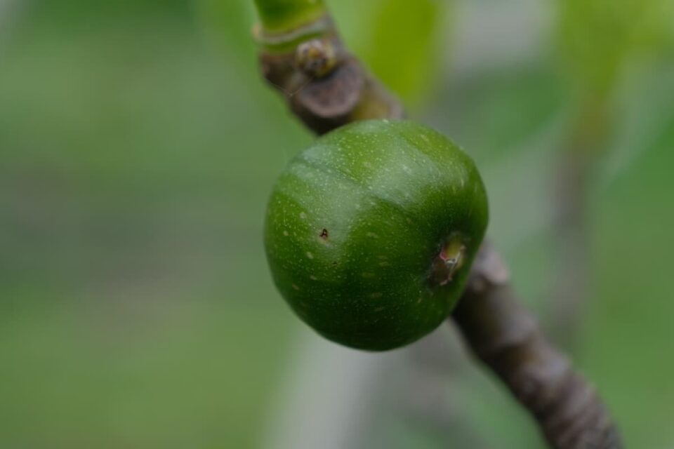 All About the Texas Everbearing Fig - Minneopa Orchards