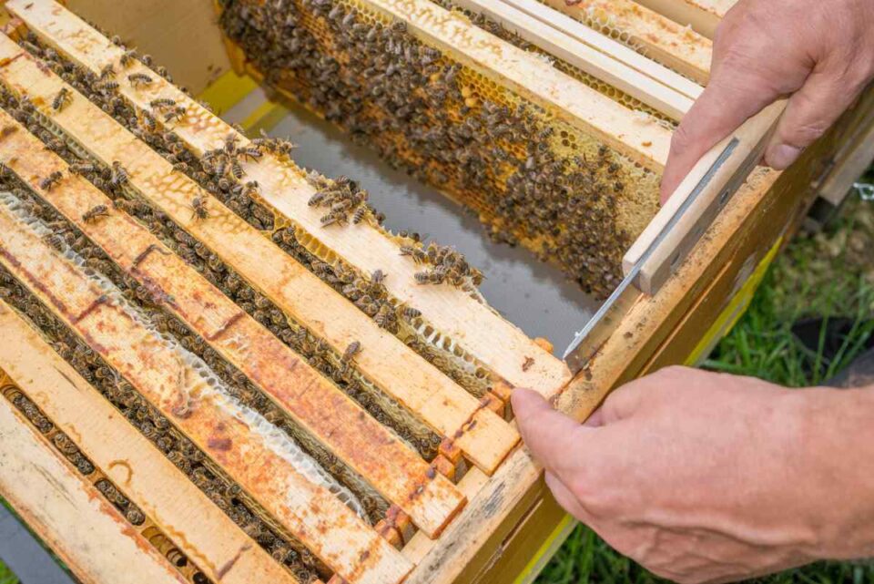 All About Top Bar Hives: One of the Best Hives for Beekeepers ...