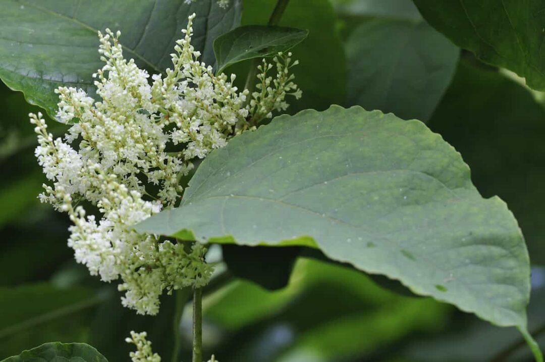 4 Kinds of Knotweed to Know About - Minneopa Orchards