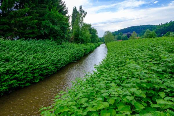 4 Kinds of Knotweed to Know About - Minneopa Orchards