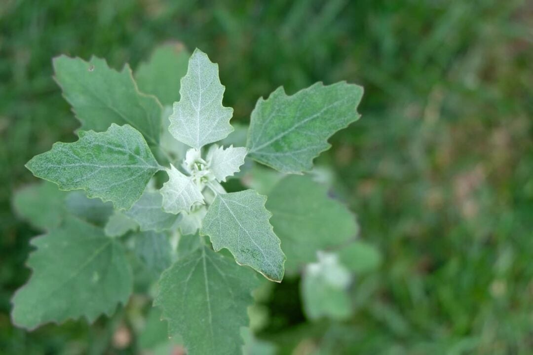 Lambsquarters - Minneopa Orchards
