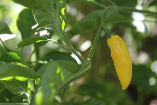 All About the Lemon Drop Pepper - Minneopa Orchards