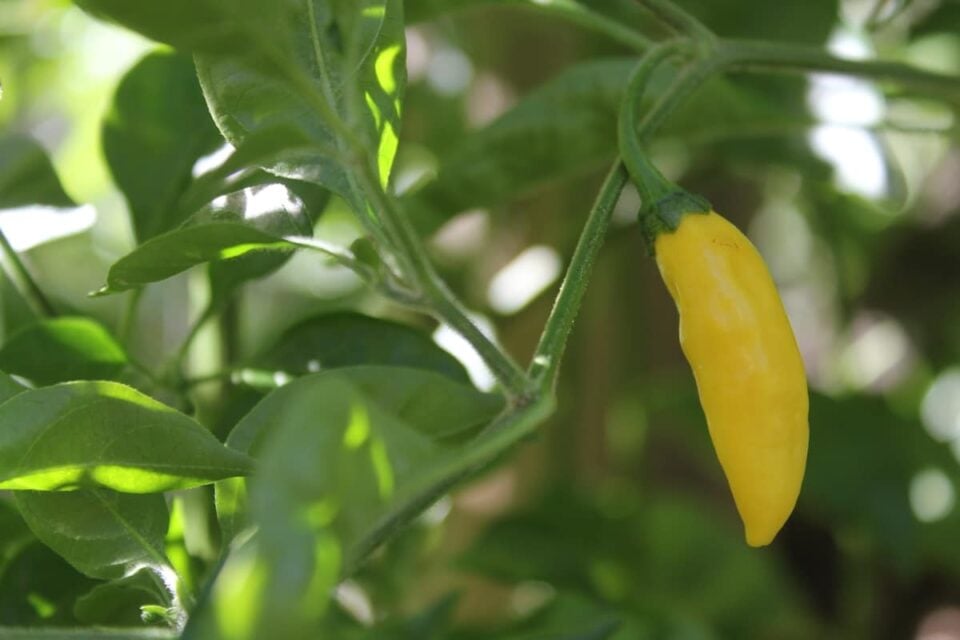 All About the Lemon Drop Pepper - Minneopa Orchards