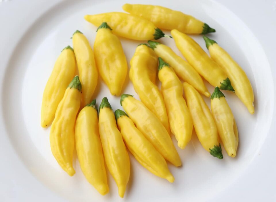 All About the Lemon Drop Pepper - Minneopa Orchards