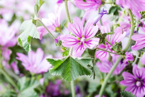 Foraging for Flavor: 10 Edible Weeds You Can Find in Your Own Backyard ...