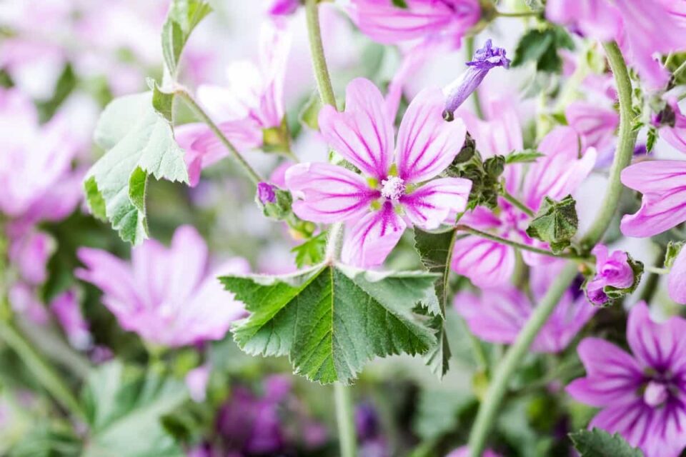 Foraging for Flavor: 10 Edible Weeds You Can Find in Your Own Backyard ...