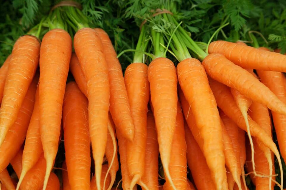 All About the Nantes Carrot - Minneopa Orchards