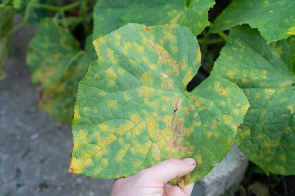 Fighting Fig Tree Diseases: A Guide to Diagnosis and Treatment ...
