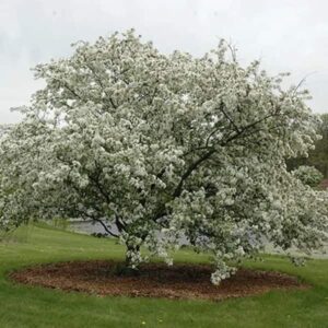 The Donald Wyman Crabapple Tree - Minneopa Orchards
