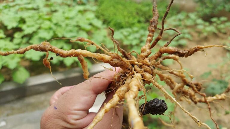Fighting Fig Tree Diseases: A Guide to Diagnosis and Treatment ...