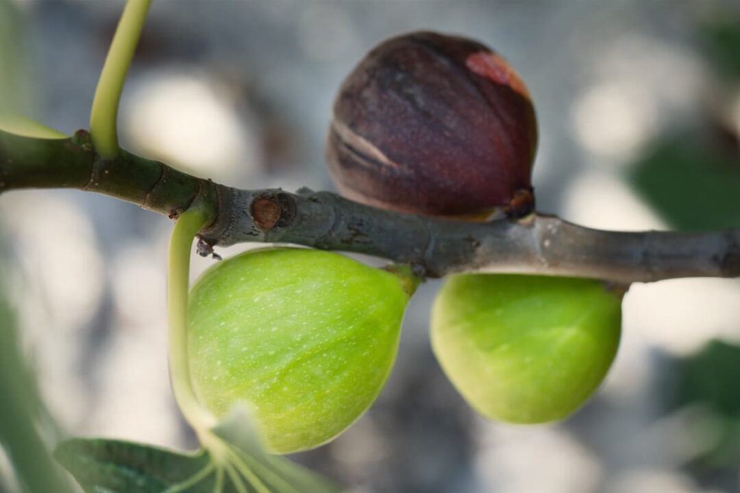 How to Grow a Fig Tree: A Complete Beginner's Guide - Minneopa Orchards