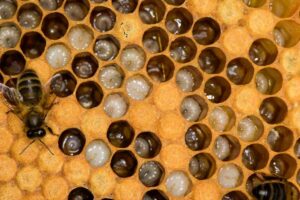 The Honey Bee Life Cycle: Learn About Each Incredible Stage - Minneopa Orchards