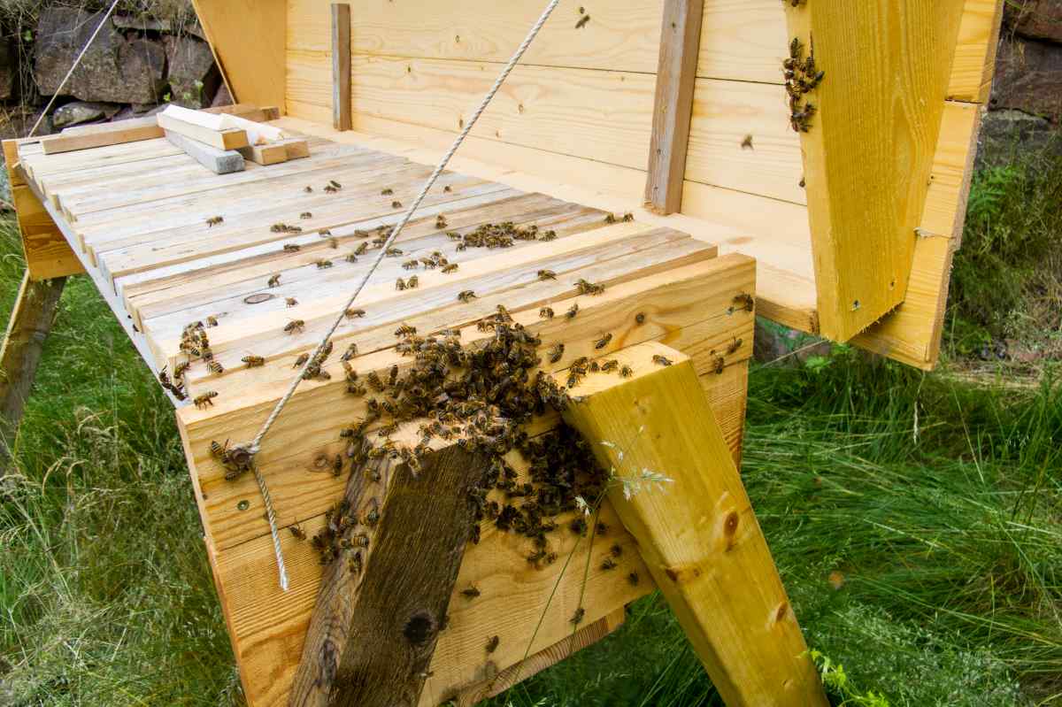 All About Top Bar Hives: One of the Best Hives for Beekeepers ...