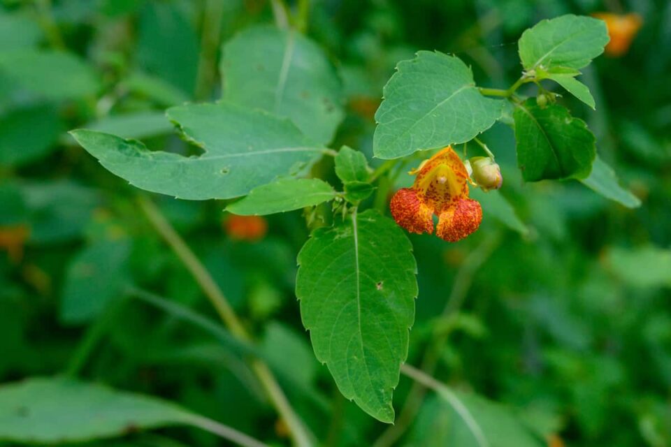 Orange Jewelweed - Minneopa Orchards